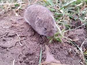 Vole Pest Control | Best Pest Control Cheyenne Wyoming